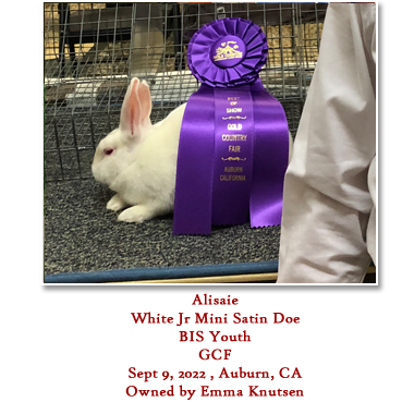 Winner’s Spotlight | American Satin Rabbit Breeders Association