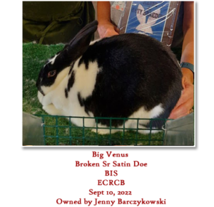 Winner’s Spotlight | American Satin Rabbit Breeders Association