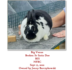 Winner’s Spotlight | American Satin Rabbit Breeders Association