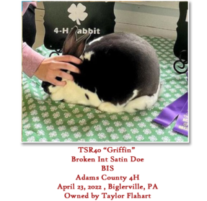 Winner’s Spotlight | American Satin Rabbit Breeders Association