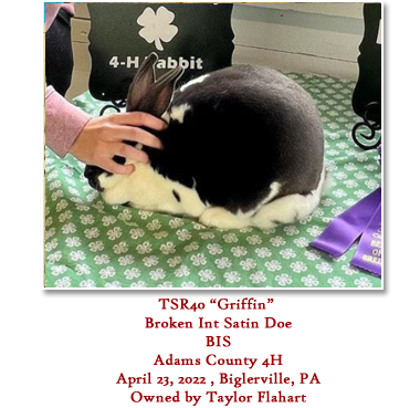 Winner’s Spotlight | American Satin Rabbit Breeders Association