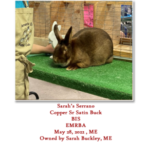 Winner’s Spotlight | American Satin Rabbit Breeders Association