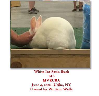 Winner’s Spotlight | American Satin Rabbit Breeders Association