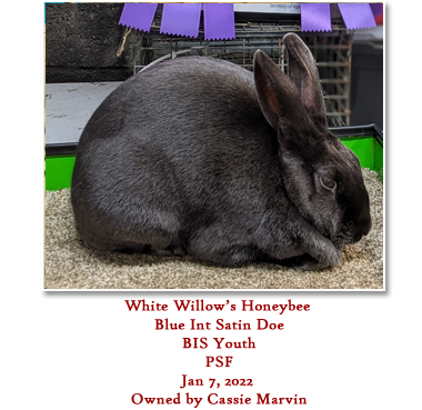 Winner’s Spotlight | American Satin Rabbit Breeders Association